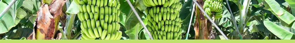 Best Banana Peel Fertilizer Schedule for Healthy Crops - Devi Cropscience