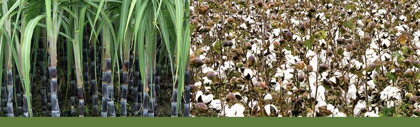 Other Crops - Devi Cropscience