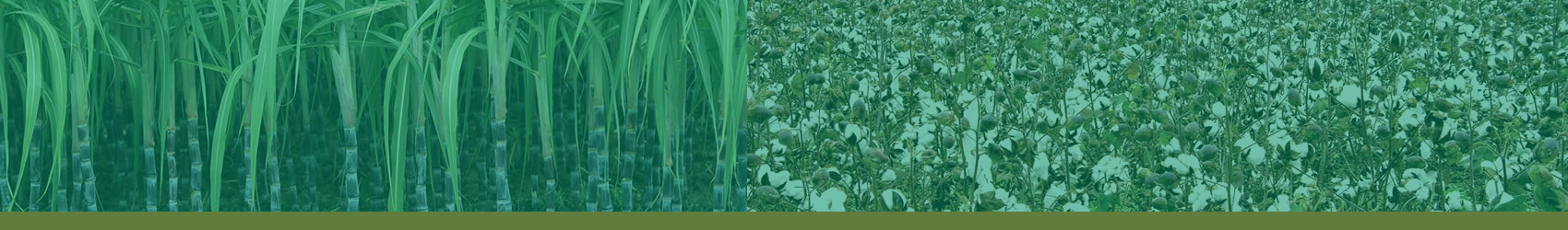 Other Crops - Devi Cropscience