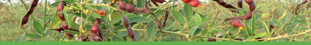 Pigeon Pea - Devi Cropscience