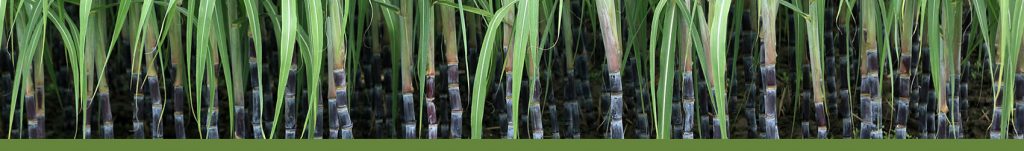 Sugarcane - Devi Cropscience