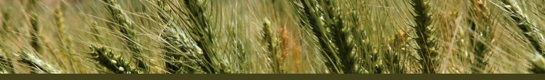 Wheat - Devi Cropscience